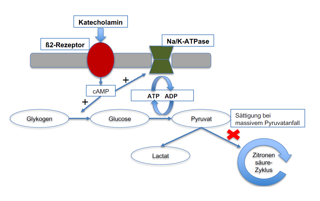 Hyperlaktatämie Clinomic Knowledge Base